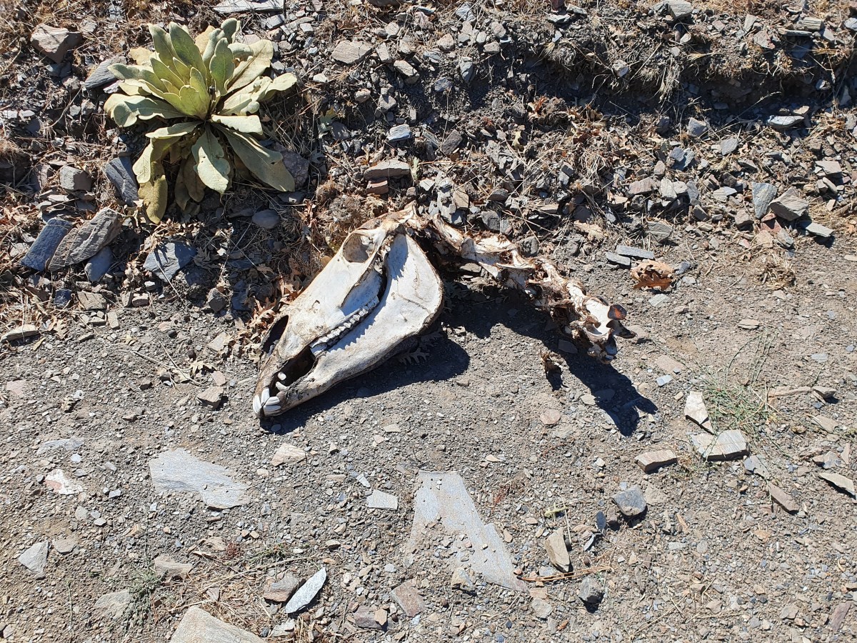 The New Normal – Observations From the Spectrum